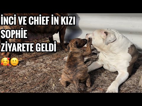 PİTBULL İNCİ VE AMSTAFF CHİEF İN KIZI BİZİ ZİYARETE GELDİ!