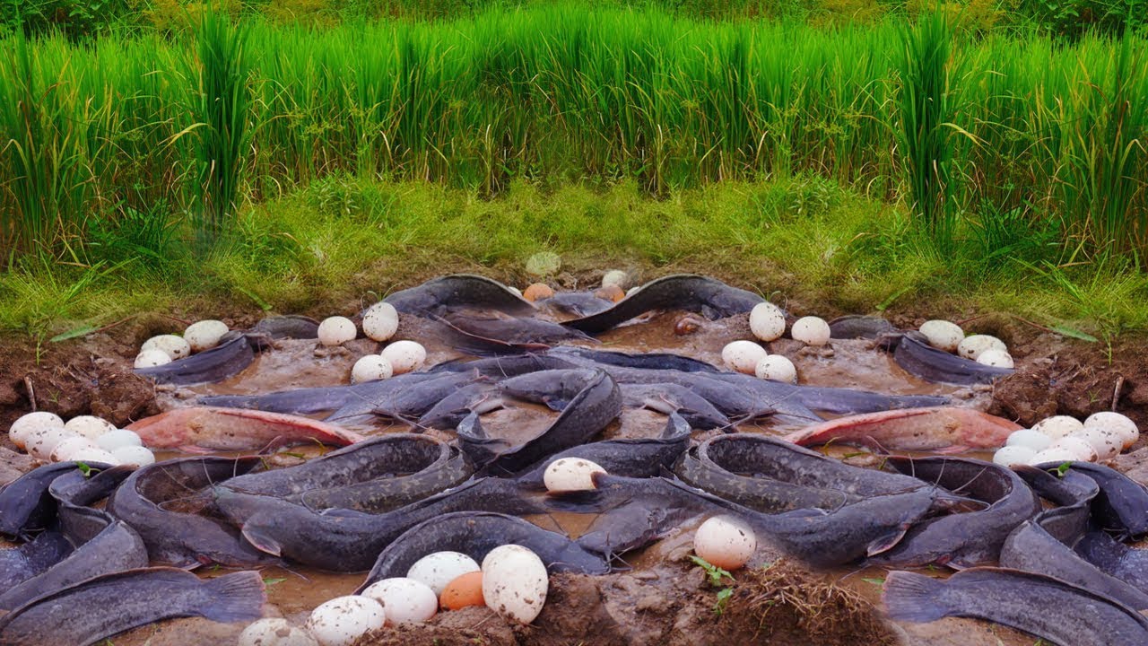 Wow amazing fishing - catch a lots of fish crabs & pick eggs duck by ...