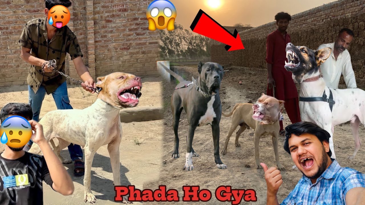 Finally Hammad K Heavy Bully Dog SyChallenge Match Ho Gya😱 ...