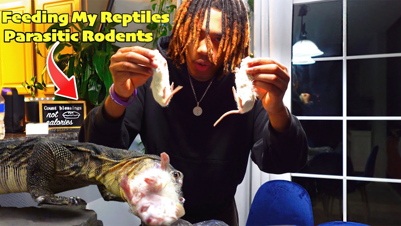 Feeding My Reptiles Stuffed Parasitic Rodants!! | Wilda - YouTube