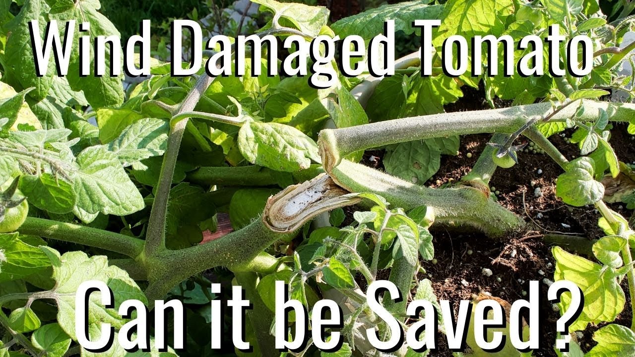 Wind Damaged Tomatoes/Can it be saved? - YouTube