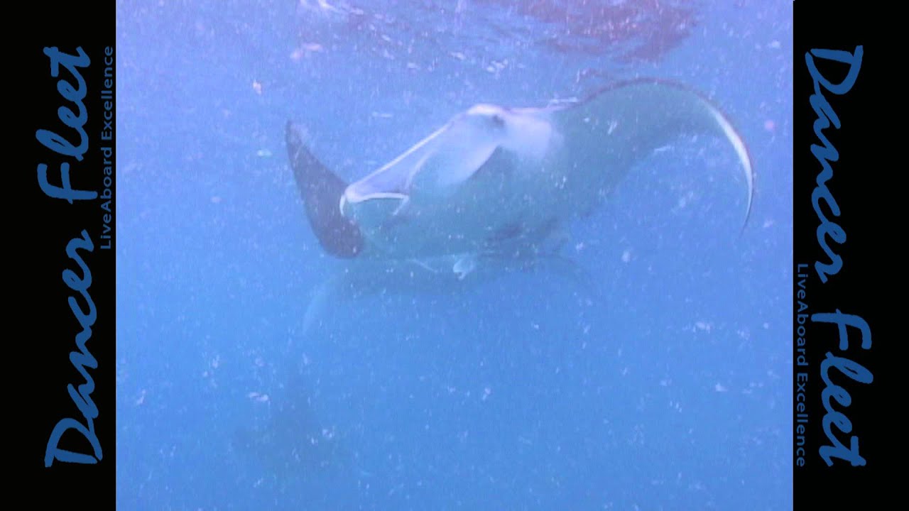 Dancer Fleet Komodo National Park HD - YouTube