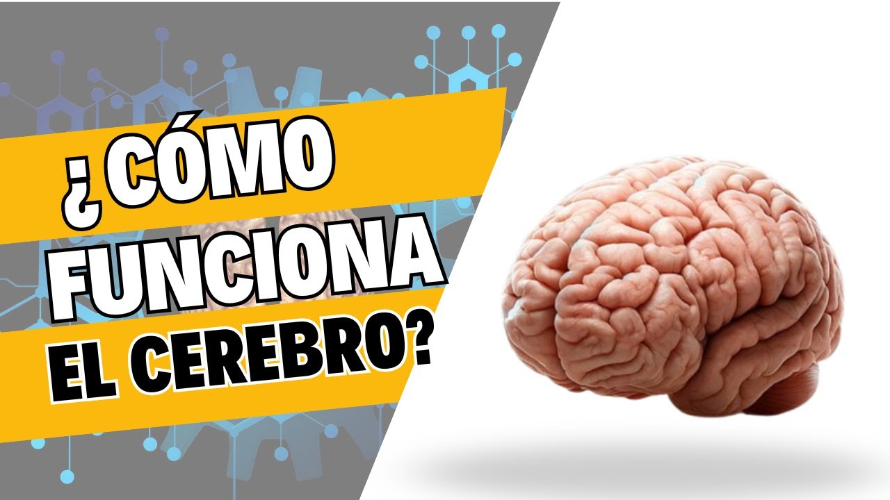 ¿Cómo funciona el cerebro? - YouTube