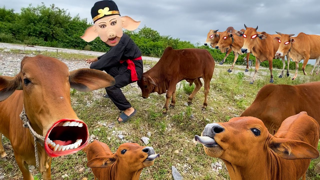 Con bò | Con bò con | Con bò ăn cỏ | Xem con bò | Video con bò | Mở con ...