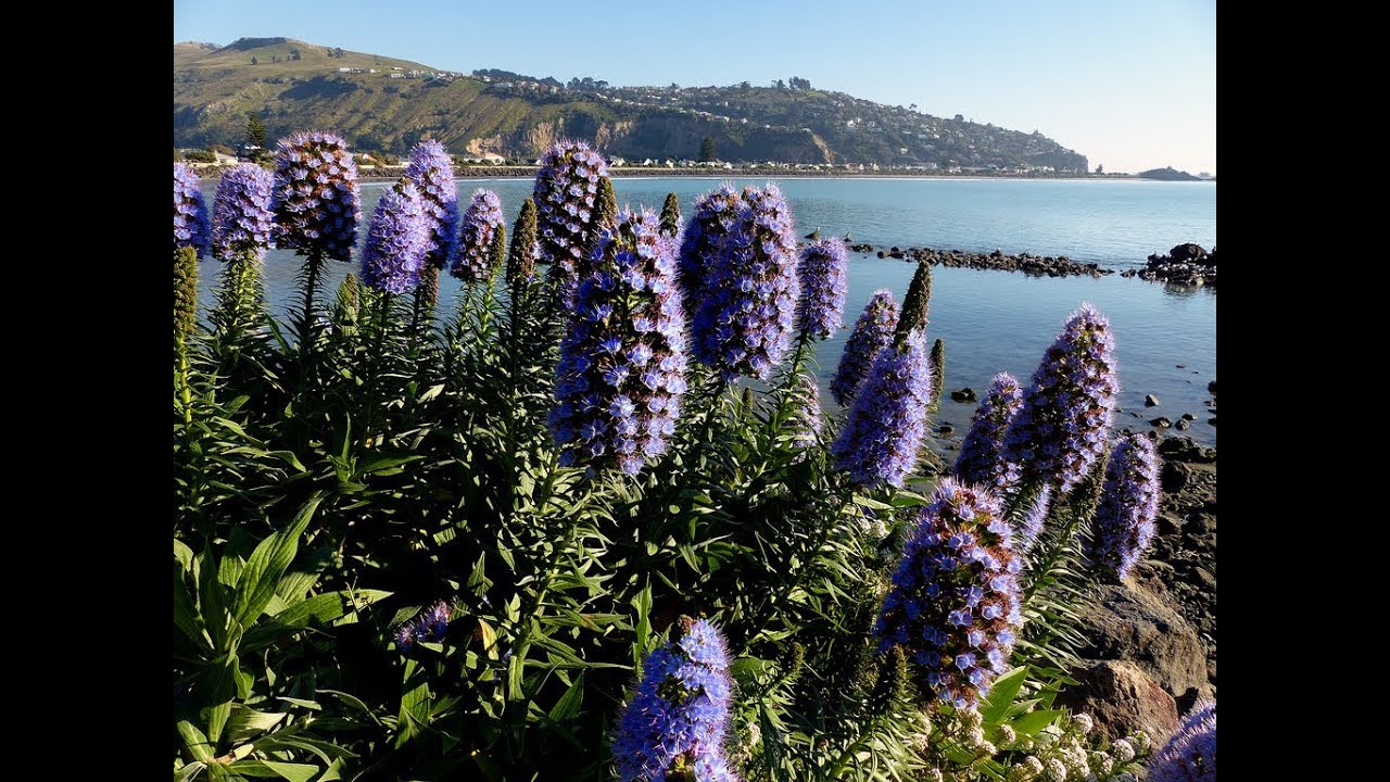 Amazing and Most Beautiful Pride of Madeira Flowers | Echium candicans ...