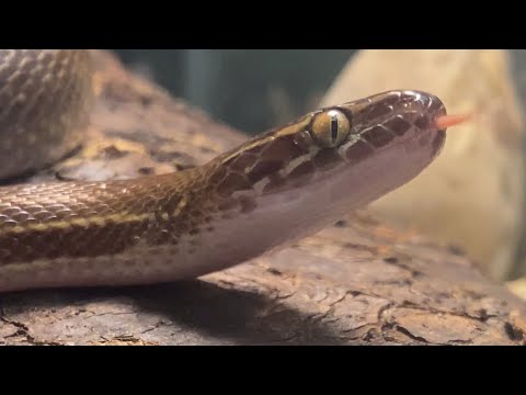 HOUSE SNAKE! Lamprophis aurora - YouTube