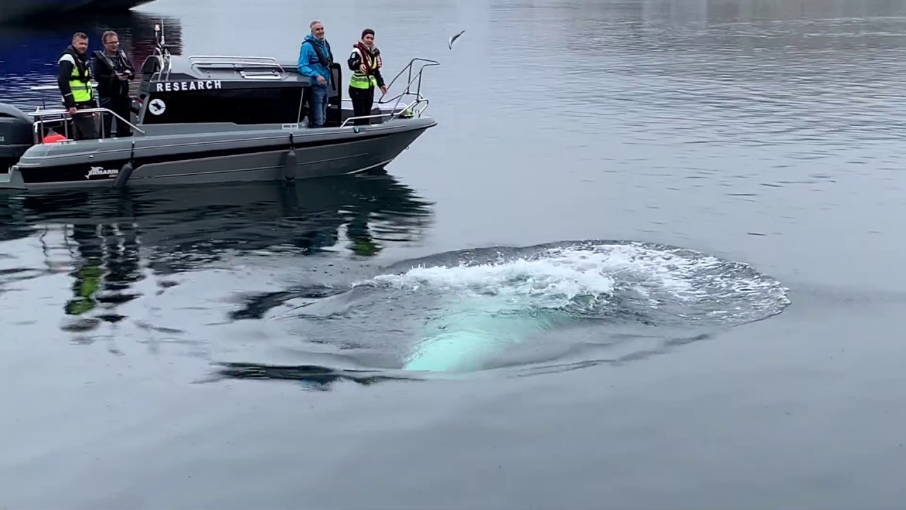 Hvaldimir the beluga white whale in Norway (iPhone XS 4k video) - YouTube