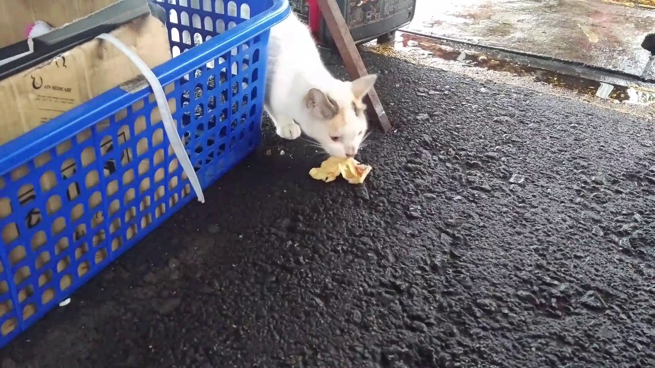 Kucing Makan Roti Canai Telur - YouTube