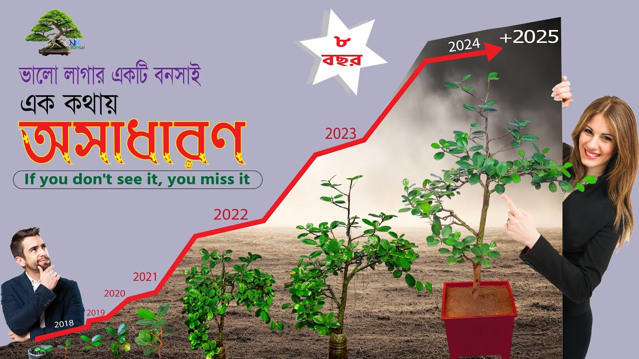 চায়না বট বনসাই প্রতিস্থাপন || How to Transplant China Bot Bonsai ...