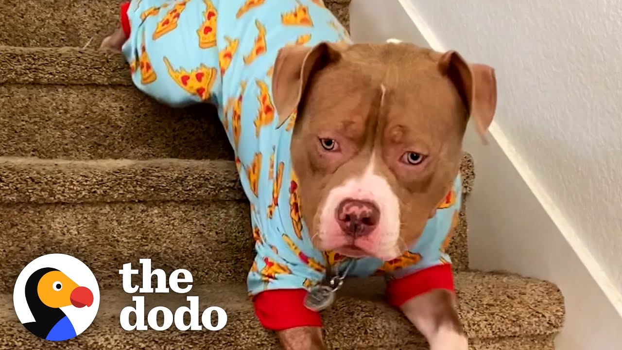 Pitties Know The Secrets To Life | The Dodo Pittie Nation - YouTube