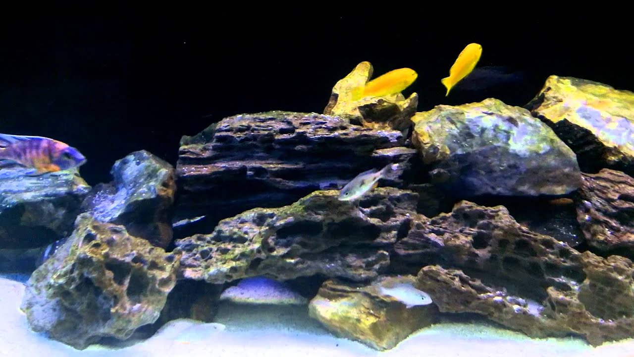 African cichlid,planted and reef tanks update! - YouTube