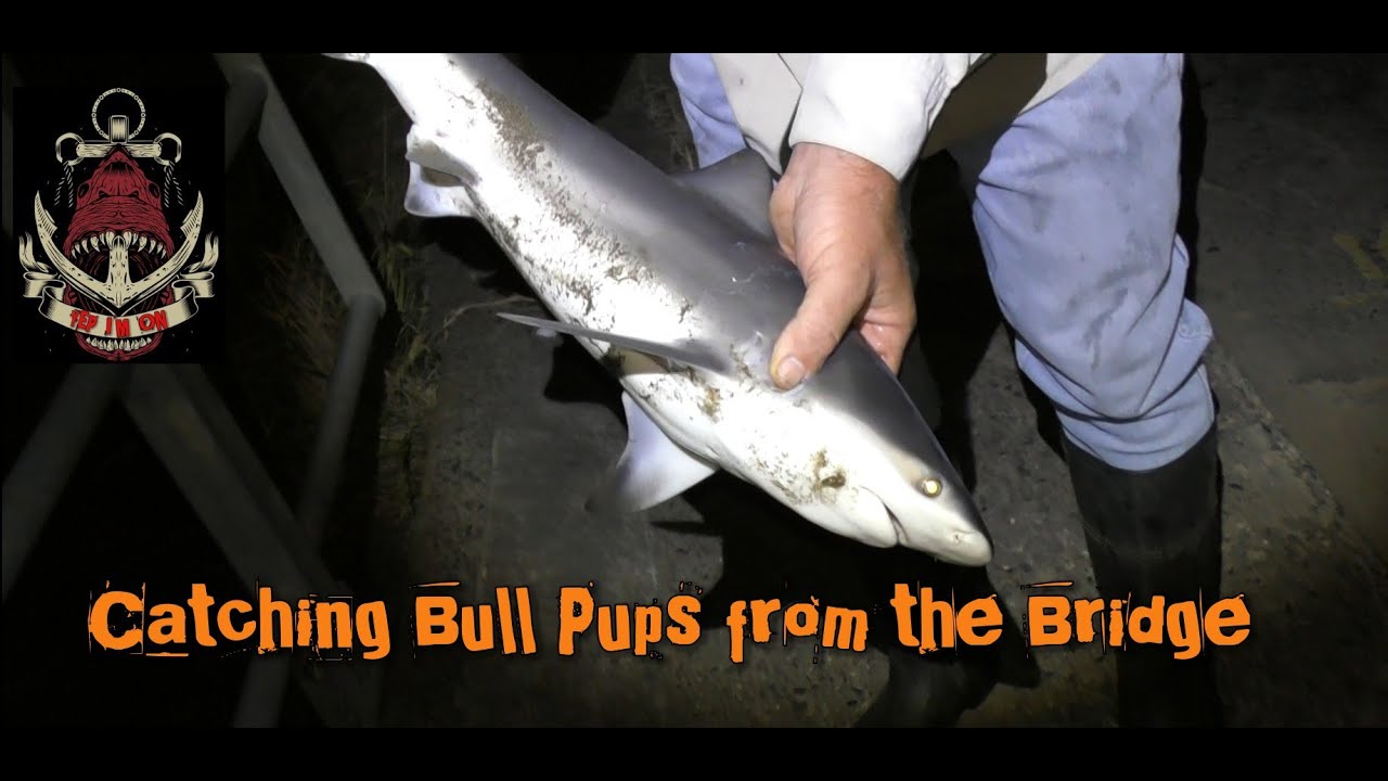 Wingham bight bridge Pups - YouTube