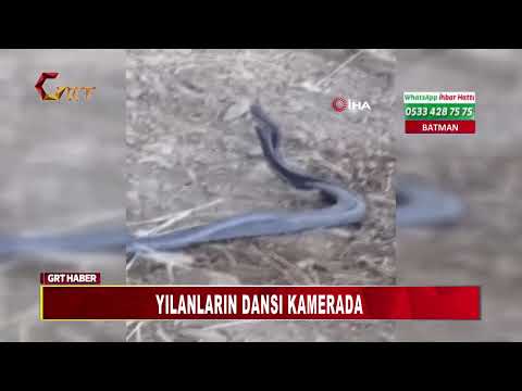 YILANLARIN DANSI KAMERADA