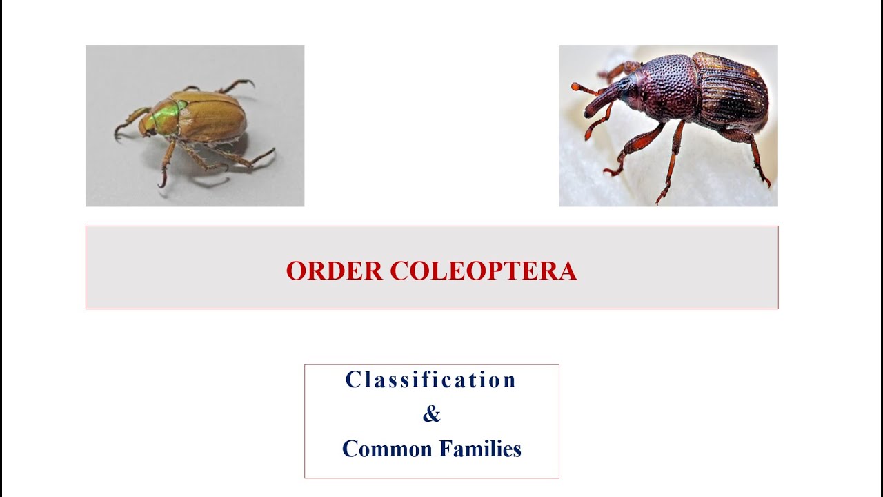 Order Coleoptera