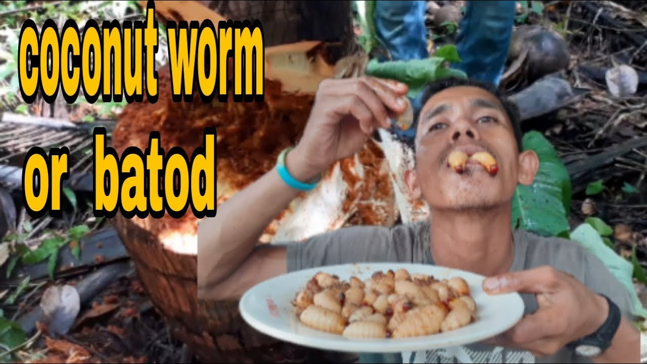 Catch & Cook Exotic Foods | Batud or Uok | Coconut Worms | Jhojean Vlog ...