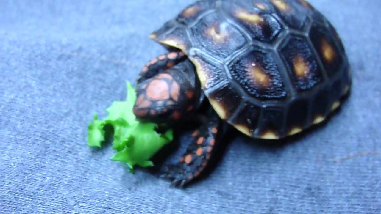 Redfoot hatchling eating CLOSE-UP - YouTube