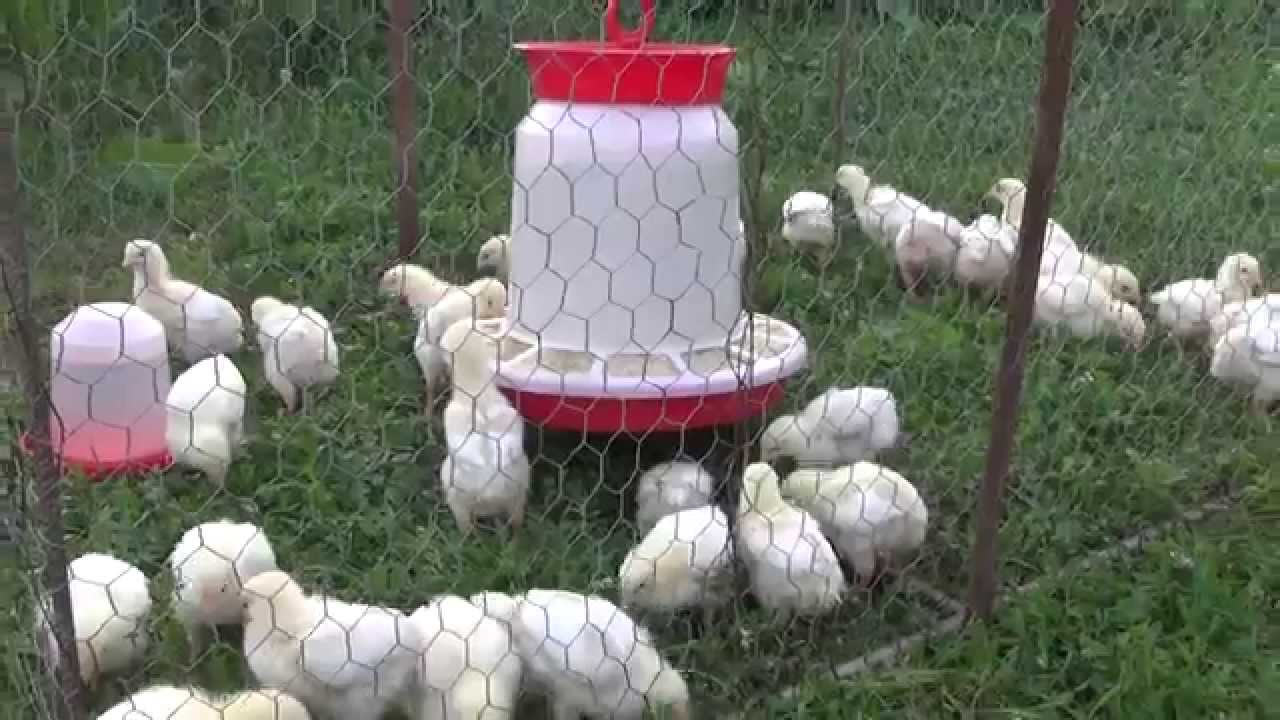 Pui de gaina agroland - YouTube