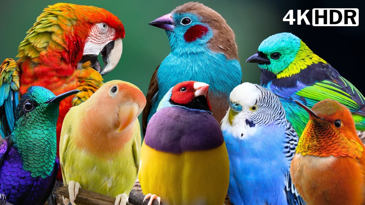 MOST COLORFUL & VIBRANT BIRDS IN THE WORLD | RELAXING BIRD SOUNDS ...