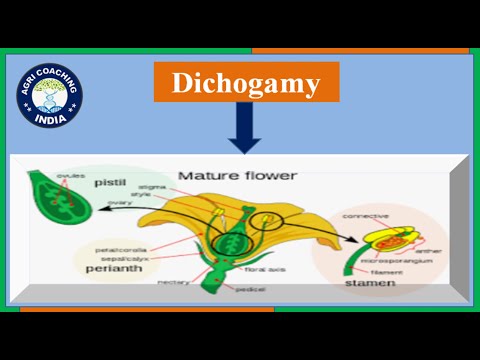 What Is Protogyny In Botany