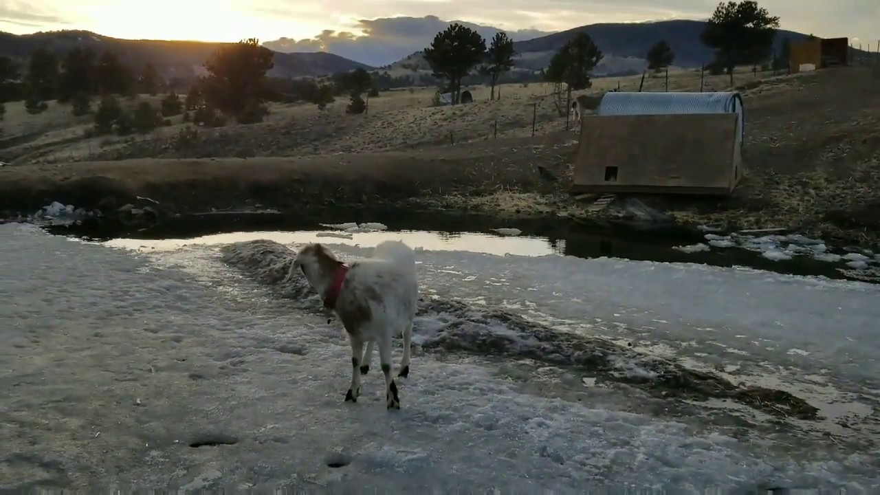 Ice Skating Goats - YouTube