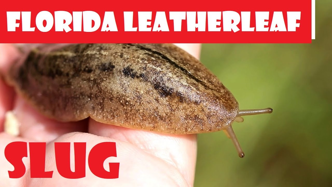 Florida Leatherleaf Slug In-hand - YouTube