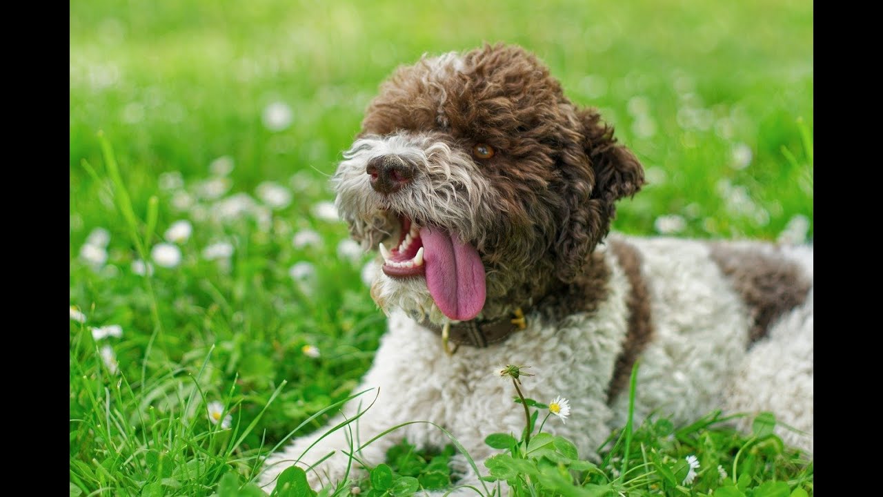 Lagotto Romagnolo: el perro trufero que es una excelente compañía para ...