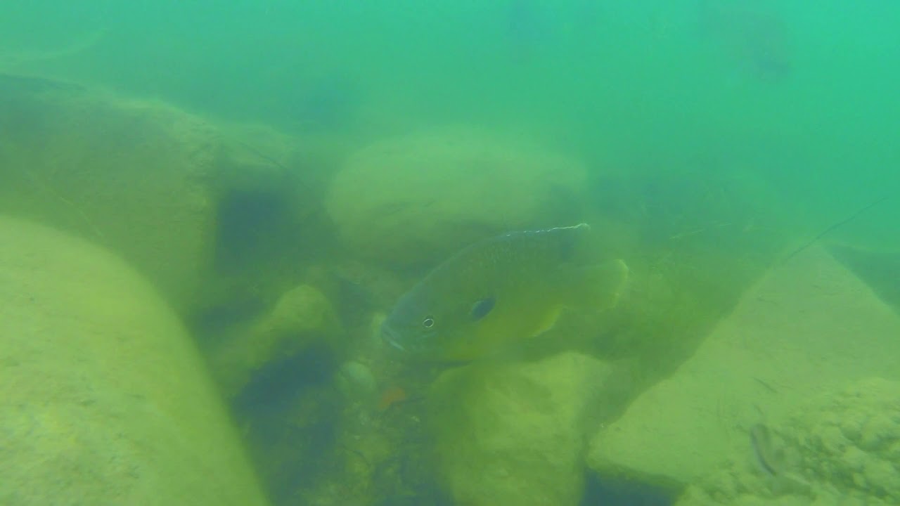 green sunfish spawning guarding nest minnows - YouTube
