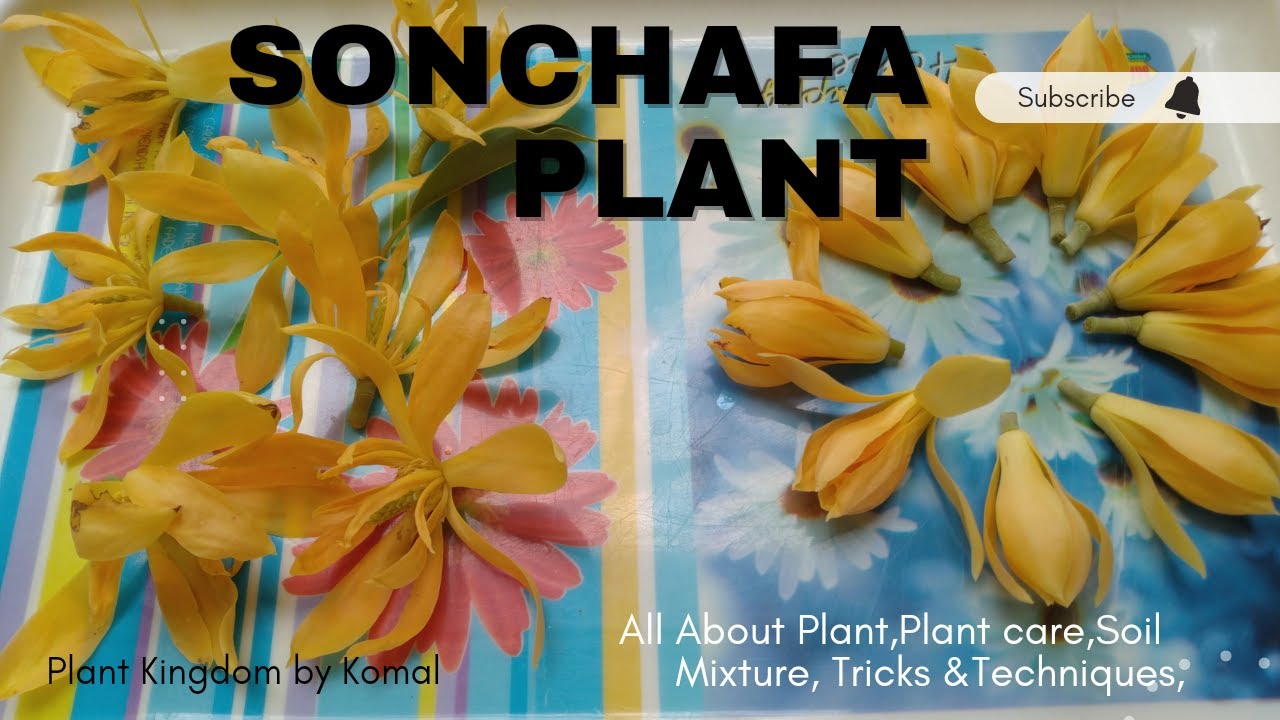 सोनचाफा वृक्ष|Sonchafa Plant|Plant Care|Fertilizer|Champak| Magnolia ...