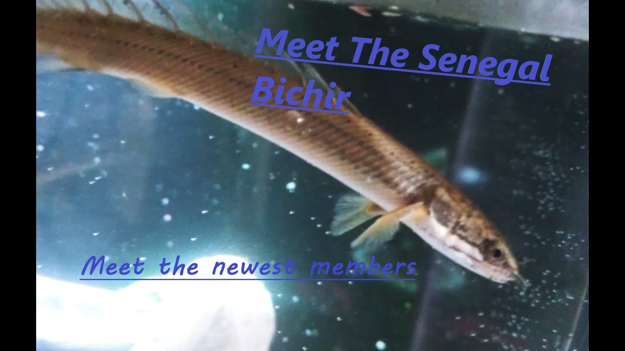 Meet the Senegal Bichir - YouTube