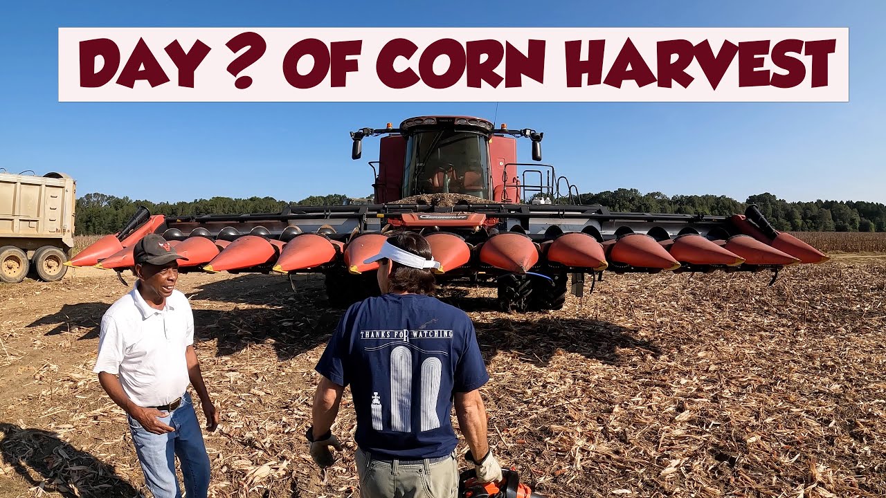 FINAL DAYS OF CORN HARVEST - YouTube