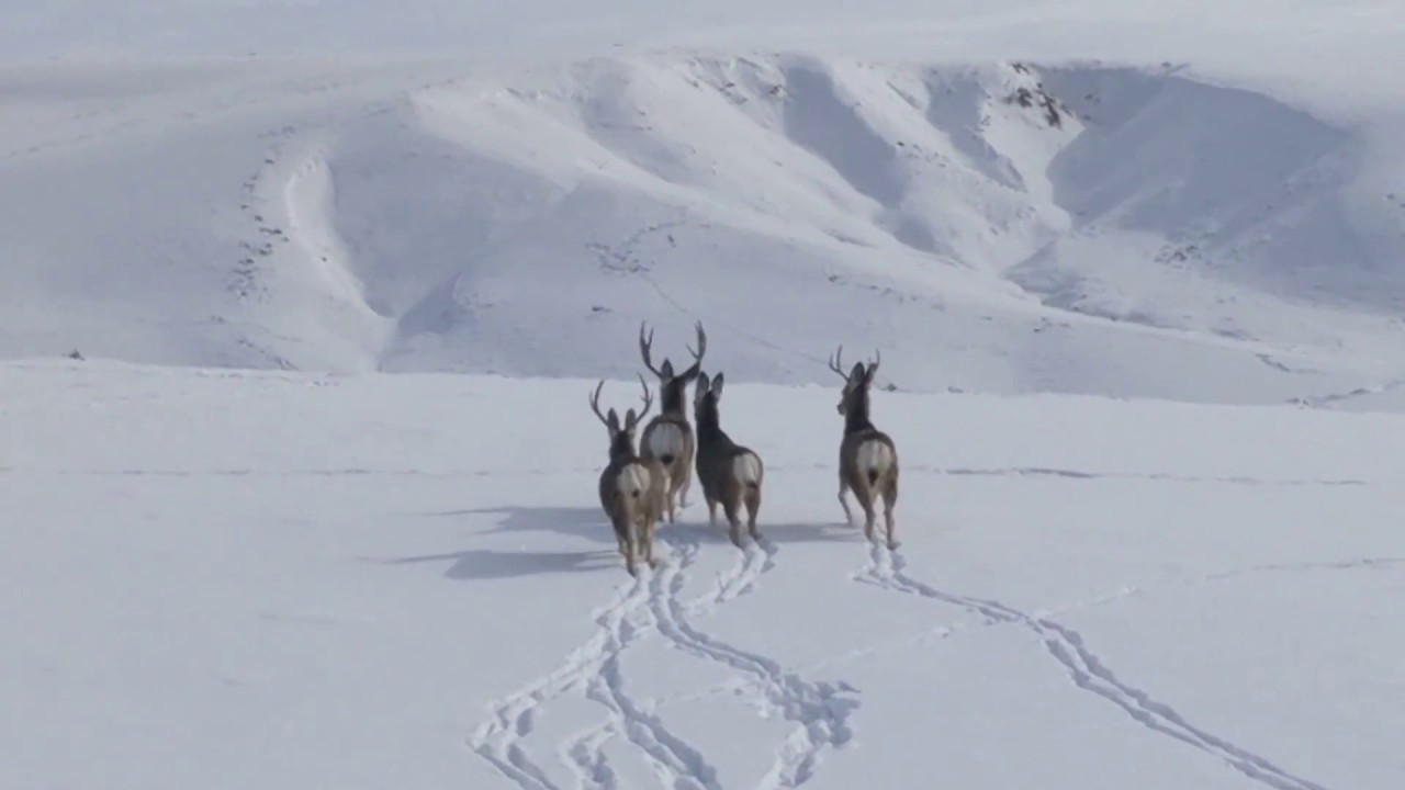 MESA BIG GAME WINTER RANGE - YouTube