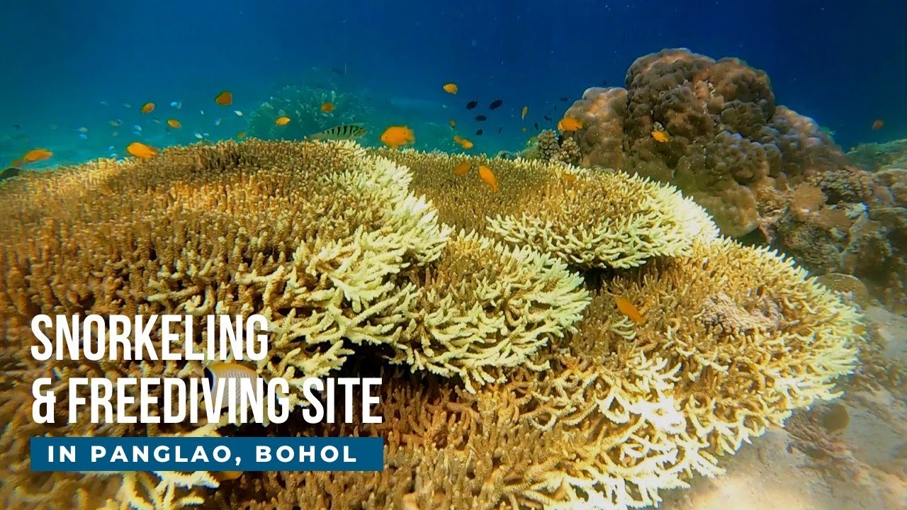 Balicasag Island Freediving & Snorkeling Site | Bohol Marine Life ...