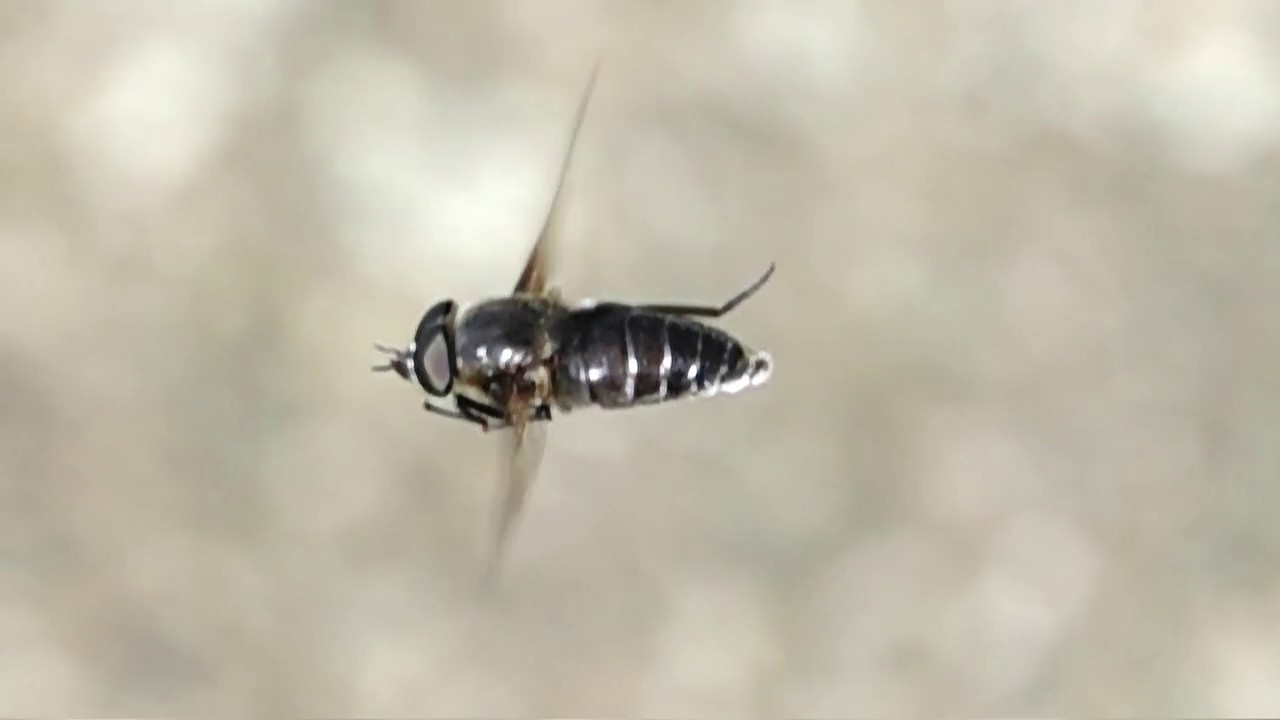 Ralenti du vol stationnaire d'une mouche syrphe (Paragus pecchiolii ...