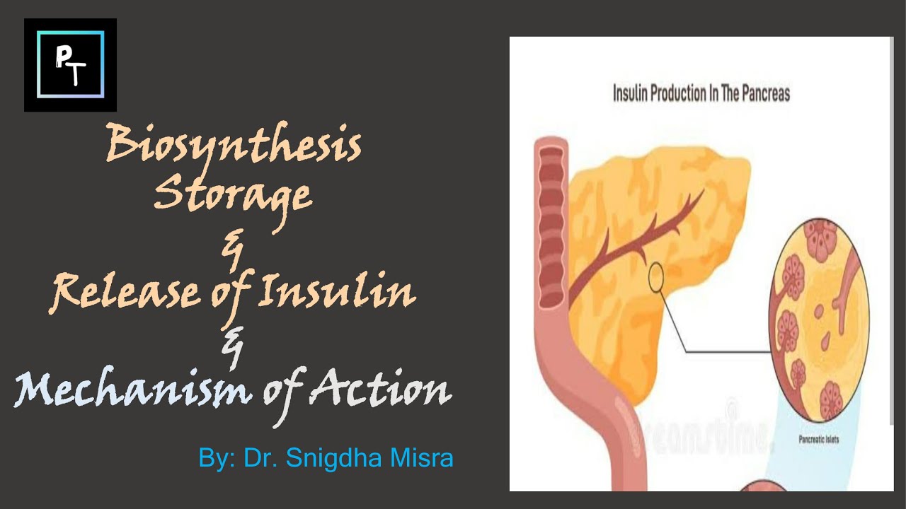 Biosynthesis, Storage & Release Of Insulin & Mechanism Of Action - YouTube