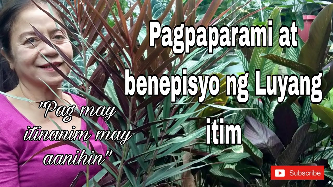 Luyang itim Myth and Fact | Propagation @emzsantillan1207 - YouTube