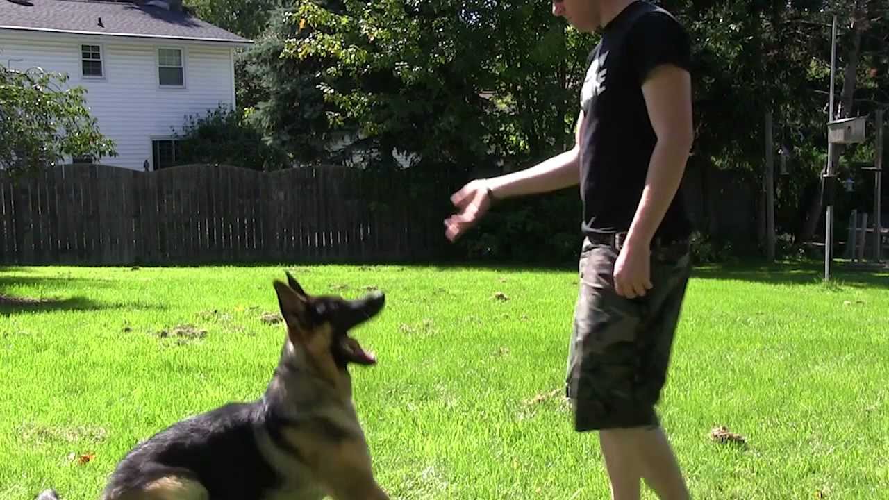 German Shepherd Learning to Fetch - Indy playing fetch - YouTube