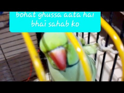 Angry Parrot || Talking Parrot || Pets #petsarelove - YouTube