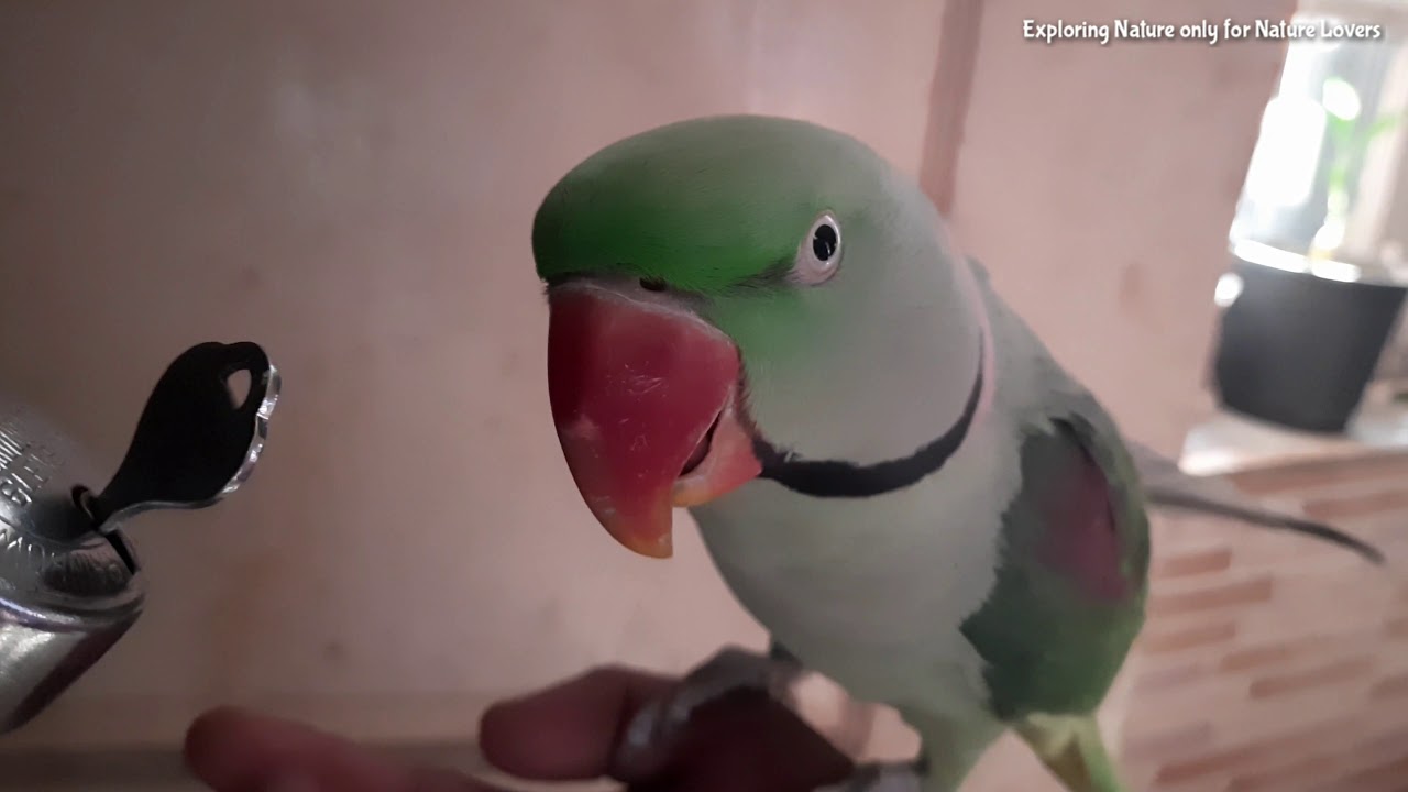 Talking - Funny - Active - Beautiful - Dancing - parrots - YouTube