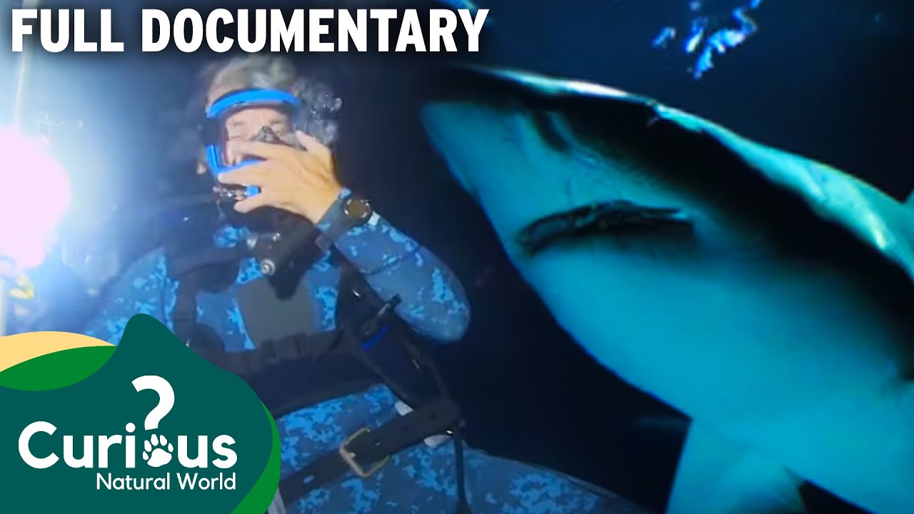 Extremely Dangerous Bermuda Dive With Giant Sharks | Full Documentary ...