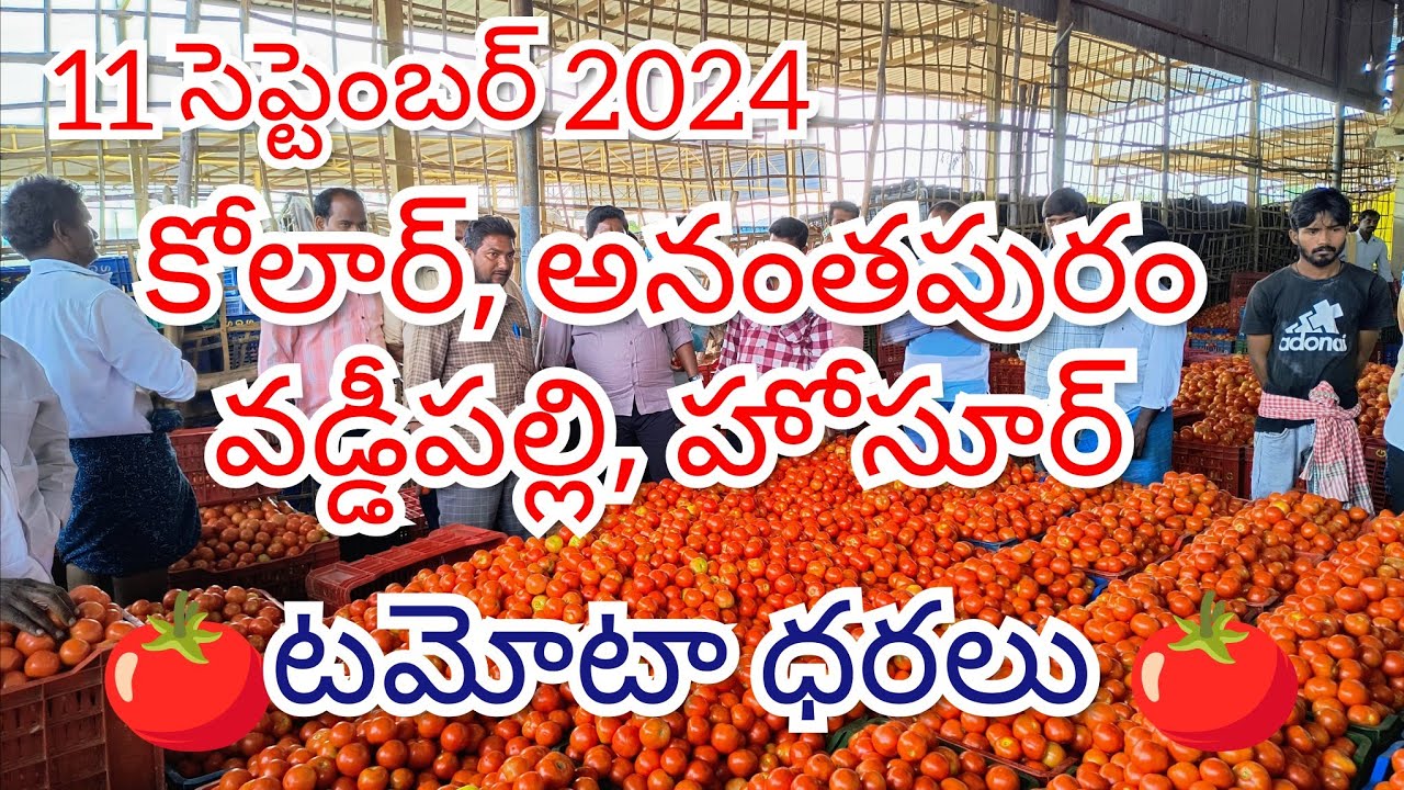 #వడ్డీపల్లి, కోలార్, అనంతపురం, హోసూర్ 11/09/2024🍅🍅🍅 టమోటా మార్కెట్ ధరలు ...