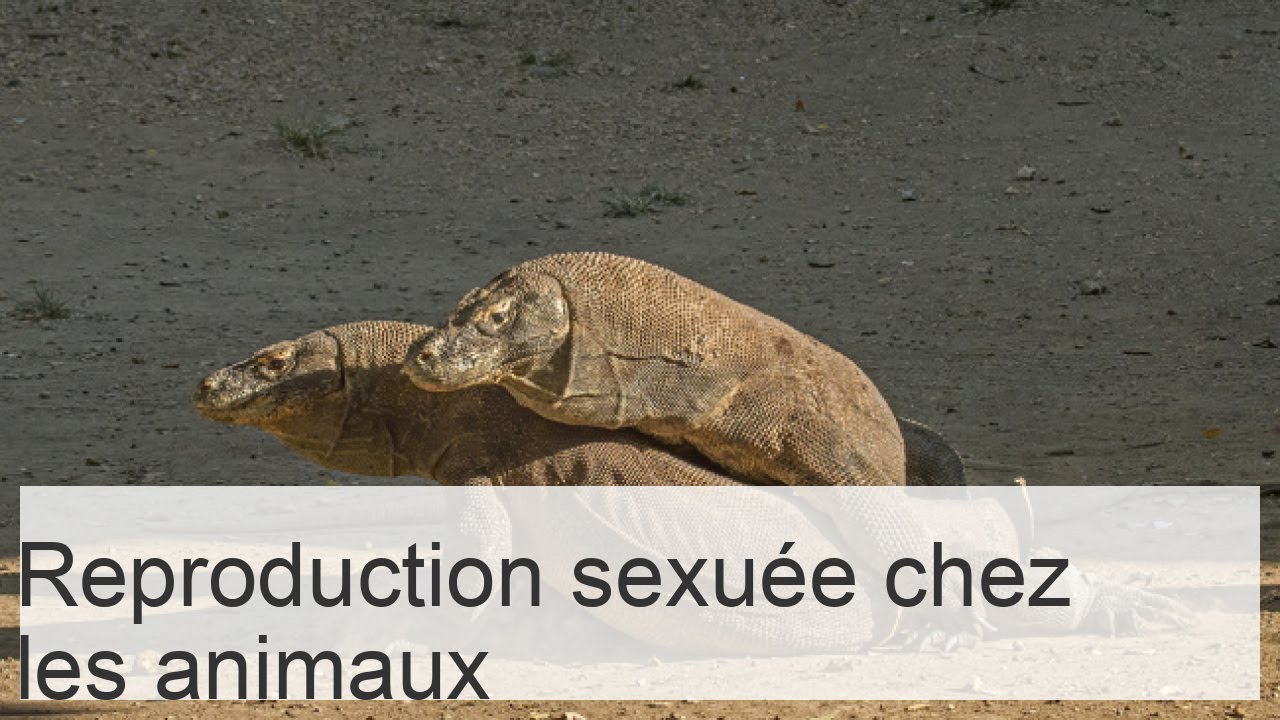 REPRODUCTION SEXUELLE chez les animaux - Types et exemples - YouTube