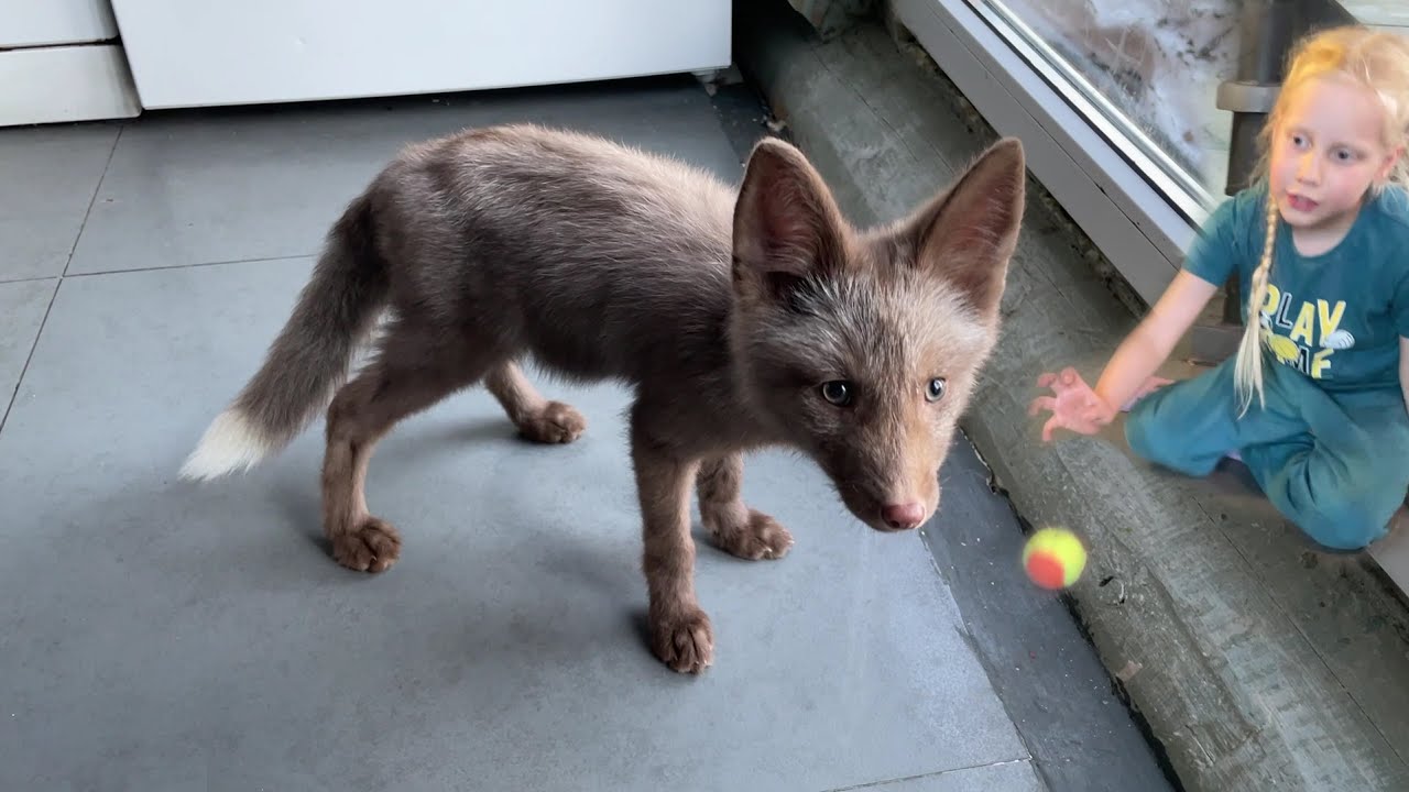 Cute Fox meet people - YouTube