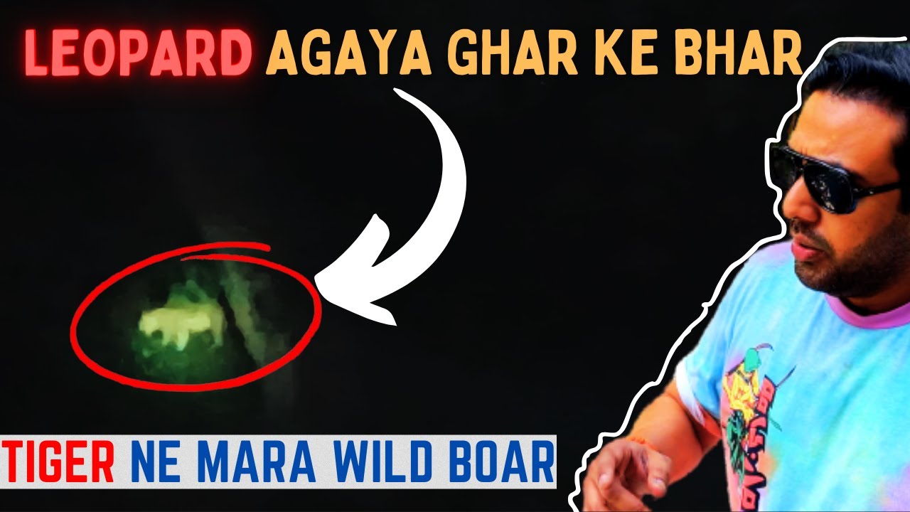 Tiger Ne Mara Wild Boar | Leopard शिकार पर निकला | Jim Corbett National ...