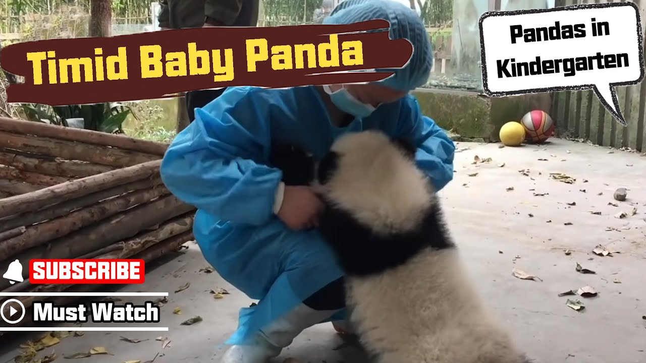 Timid Baby Panda Surprised By Nanny | ipanda - YouTube