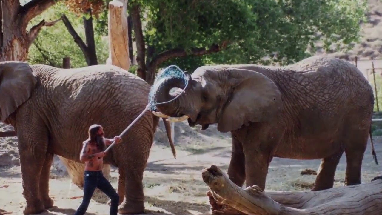 Elephant Man's Journey - Based on a True Story - YouTube