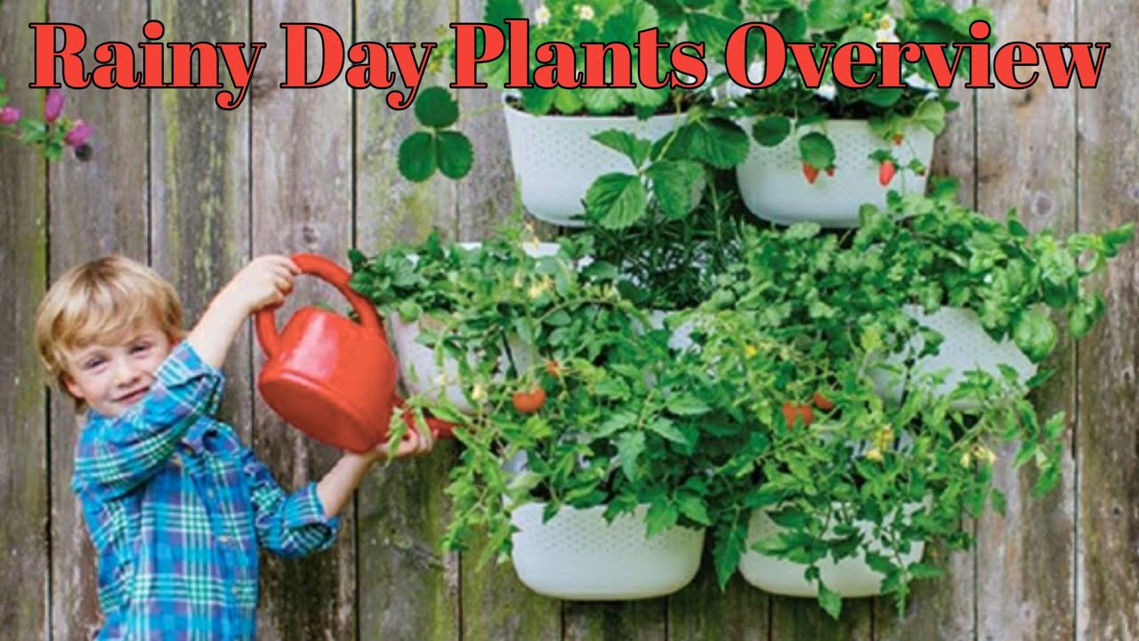 Rainy Day Overview My Garden - YouTube