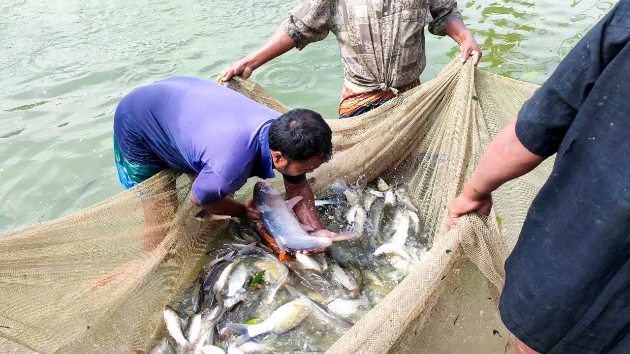 Unbelievable Everyone is surprised to see the big net fish । The Real ...