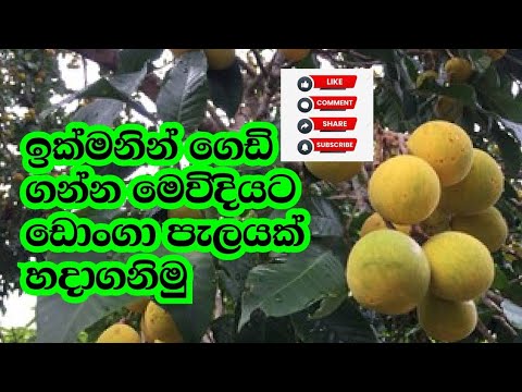 Growing Donga - The Plant That Produces Fruit From The Ground - YouTube