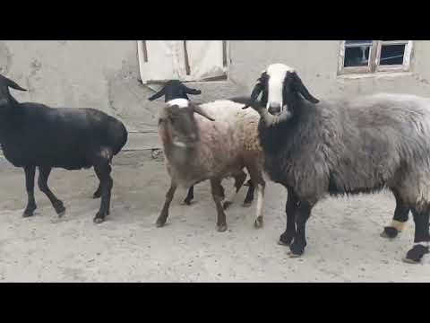 Xisori buğoz quylar sotiladi narxi 5mlndan bir joyga sotiladi tel 887499080