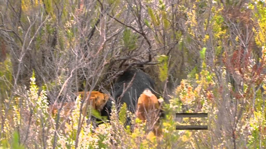 Hunting Aotearoa S2 Ep02 teaser - YouTube